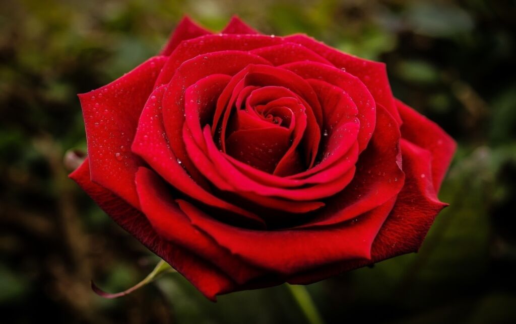 La genetica delle rose - Minerva - Associazione di divulgazione scientifica