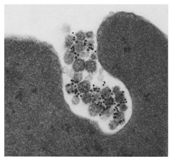 Gli Esosomi: bombe di messaggi tra le cellule